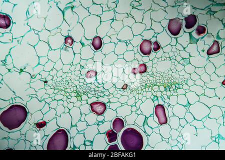 Horsetail sprout in cross section 100x Stock Photo - Alamy