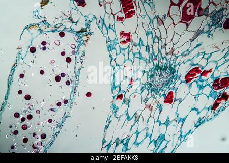 Horsetail sprout in cross section 100x Stock Photo - Alamy