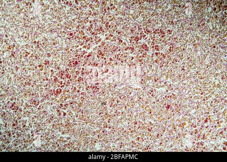 Pituitary gland in tissue section under the microscope 100x Stock Photo ...