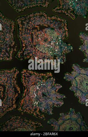 Tiny daisy flower under microscope yellow stamen visible, image width ...