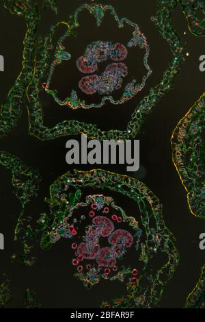 Tiny daisy flower under microscope yellow stamen visible, image width ...