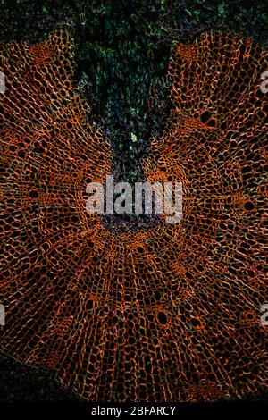 Silk bast tissue under the microscope 100x Stock Photo - Alamy