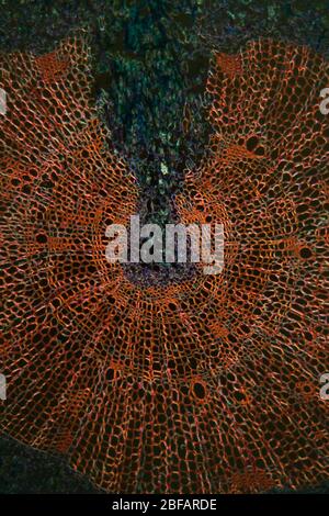 Silk bast tissue under the microscope 100x Stock Photo - Alamy