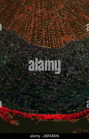 Silk bast tissue under the microscope 100x Stock Photo - Alamy