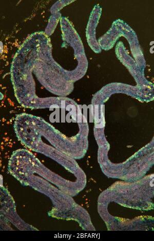 Chestnut in cross-section Stock Photo - Alamy