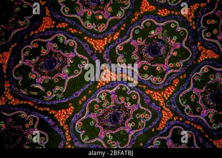 Dandelion blossom under the microscope 100x Stock Photo - Alamy