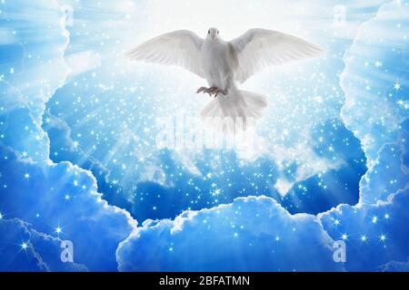 Holy spirit bird flies in skies, bright light shines from heaven, white ...