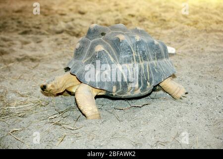 The radiated tortoise (Astrochelys radiata) is an originally endemic to ...