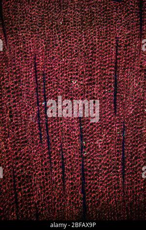 Pine wood cross section under the microscope 100x Stock Photo - Alamy