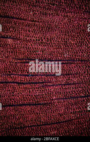 Pine wood cross section under the microscope 100x Stock Photo - Alamy
