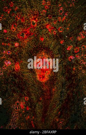 Carrot root cells Stock Photo - Alamy