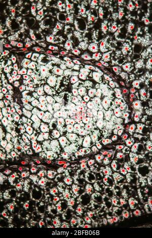 Mistletoe plant in cross section 100x Stock Photo - Alamy