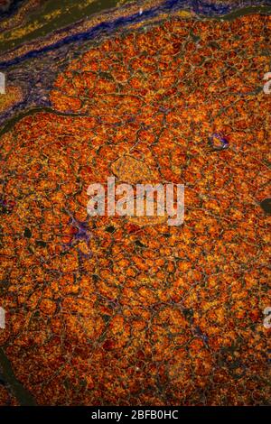 Human Histology section pancreas in light photomicrograph Stock Photo ...