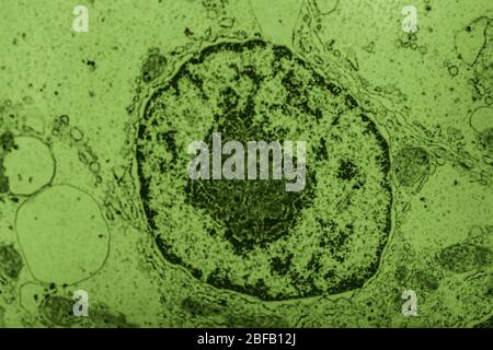 Cell nucleus with organelles in the electron microscope 50,000x Stock ...
