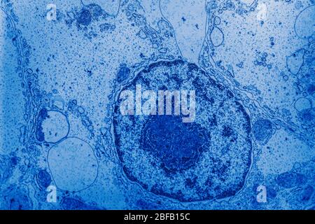 Cell nucleus with organelles in the electron microscope 50,000x Stock ...