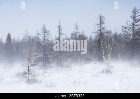 Scattered trees enduring a blizzard near Buchans, Newfoundland, Canada ...