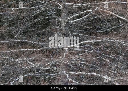 Conifer forest in the interior of Newfoundland along the Buchans Road ...