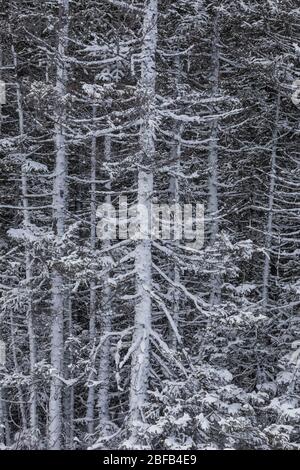 Conifer forest in the interior of Newfoundland along the Buchans Road ...