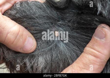 Tick embedded into skin of dog Stock Photo - Alamy