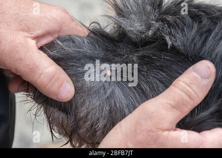 Tick embedded into skin of dog Stock Photo - Alamy