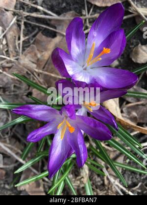 Violet crocus flower. Spring primrose in the garden - crocuses ...