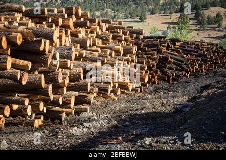 Logs are stacked at lumber mill awaiting processing in John Day, Oregon ...
