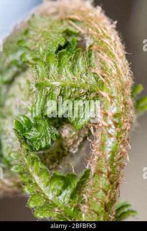 Fern fiddle head Stock Photo - Alamy