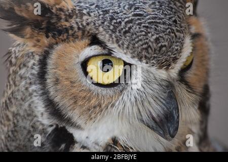 An amazingly beautiful great horned owl gives a menacing stare and ...