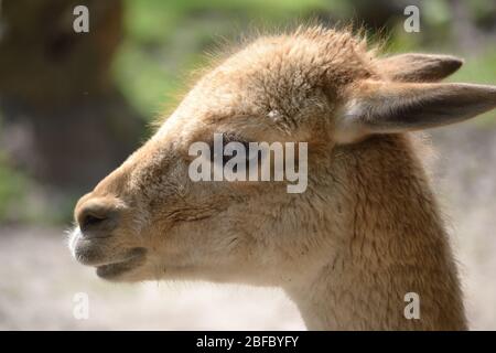 Lama - close-up photograph Stock Photo - Alamy