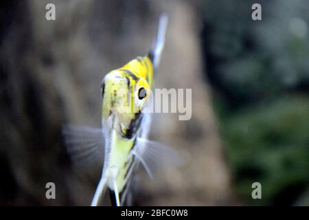 Scalar fish in aquarium Stock Photo - Alamy