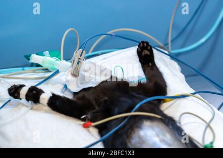 Sedated cat after an ovariohysterectomy surgery in a veterinary clinic ...