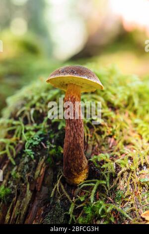 Wild edible mushroom Aureoboletus mirabilis (admirable bolete) in ...