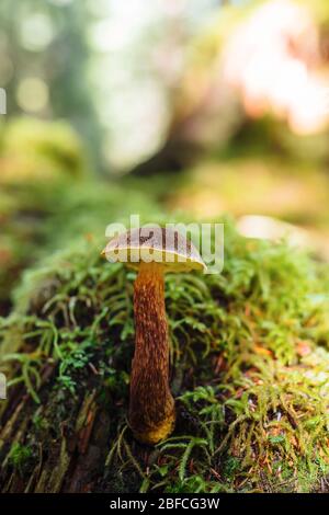 Wild edible mushroom Aureoboletus mirabilis (admirable bolete) in ...