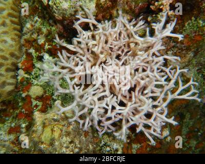 seaweeds, brown algae, macroalgae Stock Photo - Alamy