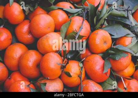 Kum quat fruit, considered a lucky fruit in local Vietnamese culture ...