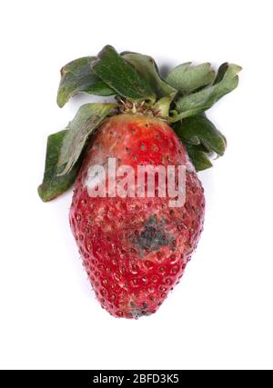 Rotten strawberry isolated on white background Stock Photo - Alamy