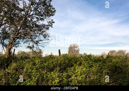 Nature reserve near Rees on the Lower Rhine: Please do not enter Stock ...