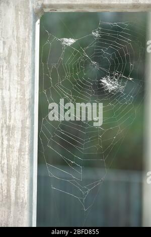 Dew drops trapped in a spider web Stock Photo - Alamy