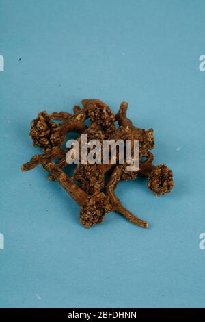 Senega root. This plant had many uses among Native Americans. The ...