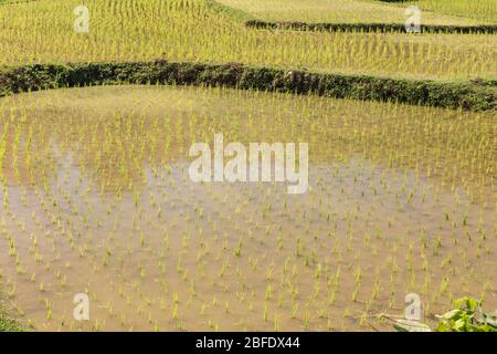 View of Young rice sprout ready to growing in the rice field Stock ...