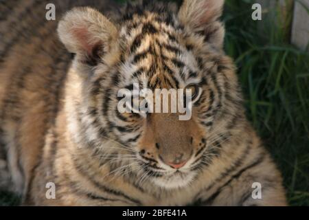 A head shot of white tiger cub, with its tongue hanging out, in the ...