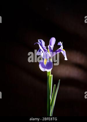 Single Iris against a brown mottled metal backdrop Stock Photo - Alamy