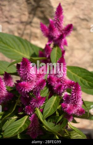 Horizontal close-up of deep purple-black geranium flowers and hairy ...