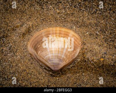 Sea shell in the sand - detailed closeup view Stock Photo - Alamy