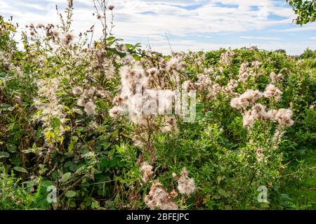 tangle of brambles Stock Photo - Alamy