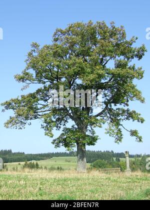 Sessile Oak, Cornish Oak or Durmast Oak Tree (Quercus petraea) in a ...