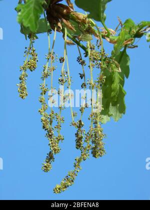 oak Durmast Oak tree german oak acorn Stock Photo - Alamy