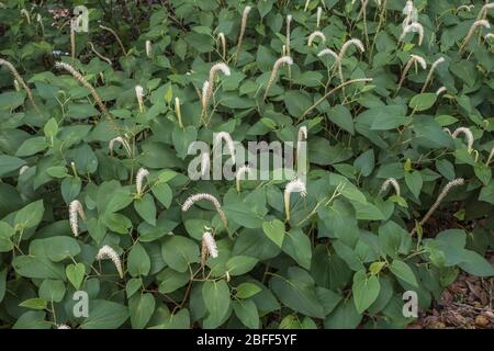 Lizard's Tail wetland plant. Saururus cernuus. An perenial aquatic ...
