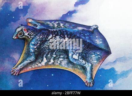 Philippine flying lemur, Philippine colugo, Cynocephalus volans ...