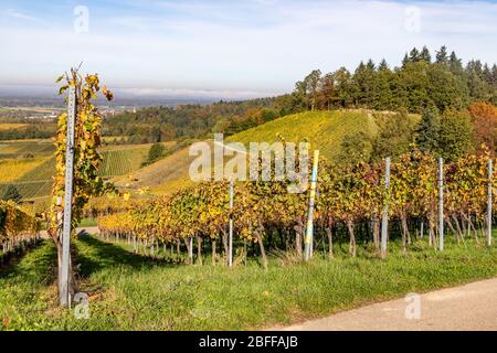 Varnhalt vineyard with road an valley in background, Baden Baden ...